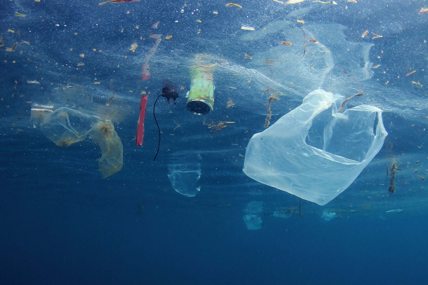 Ringing in the New Year with New Plastic Pollution Prevention Laws